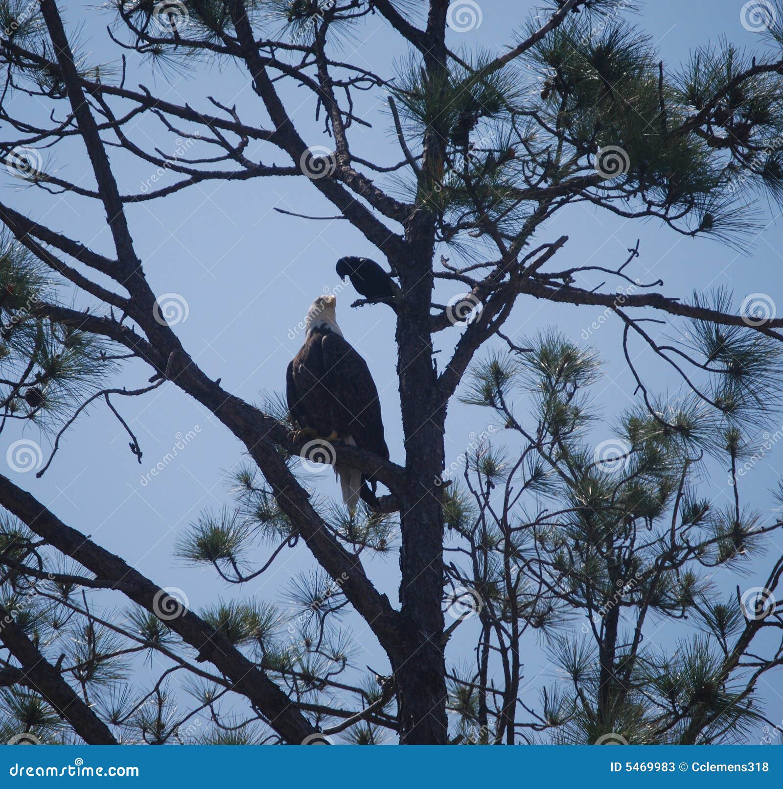 An Eagle and a Crow stock image. Image of stare, crow - 5469983