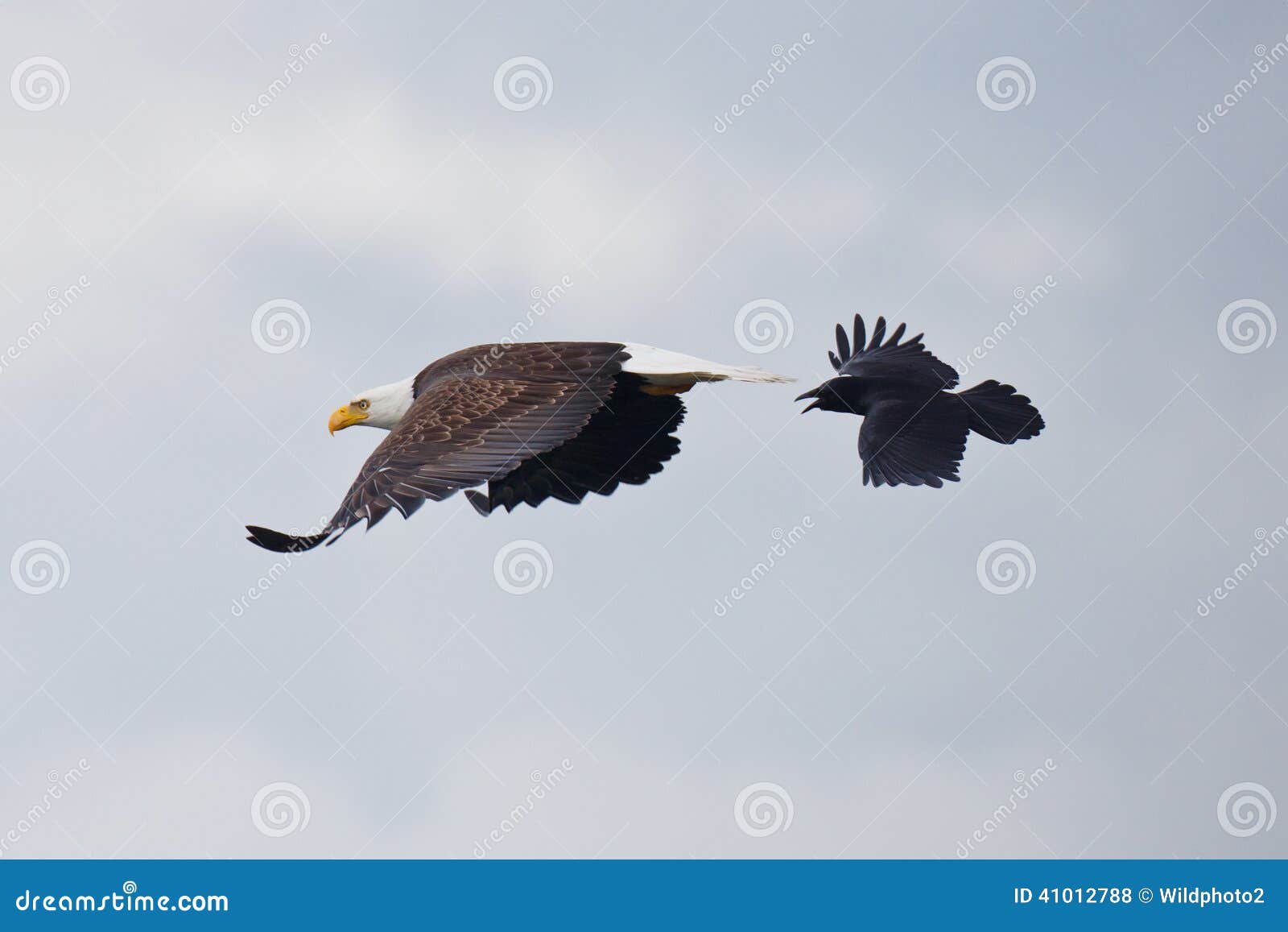 The eagle and the crow stock photo. Image of bird, nature - 41012788