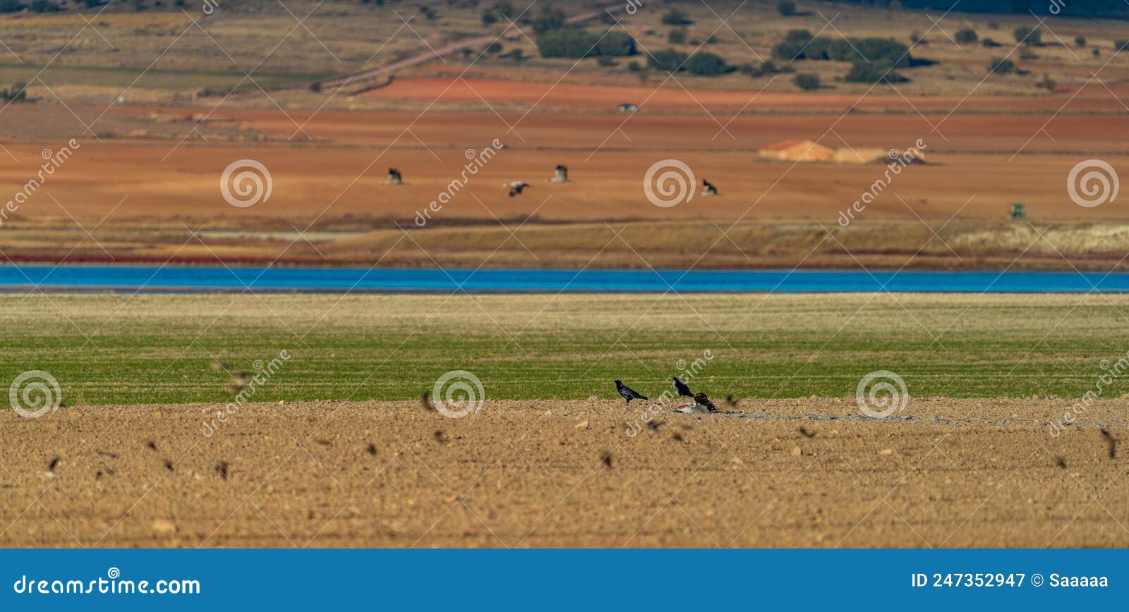 Dead Crane Fly Lying On Its Back, Tipula, Isolate Royalty-Free Stock ...
