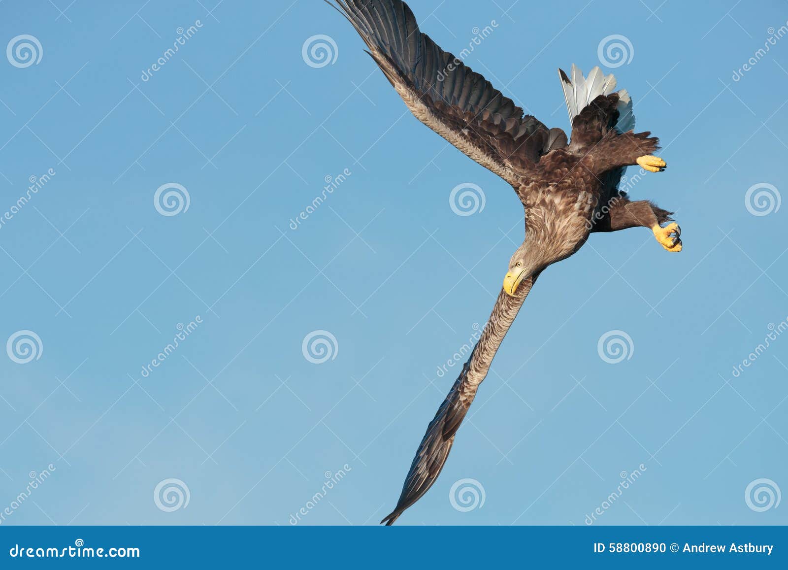 Eagle diving. stock photo. Image of apex, norway, carnivorous - 58800890