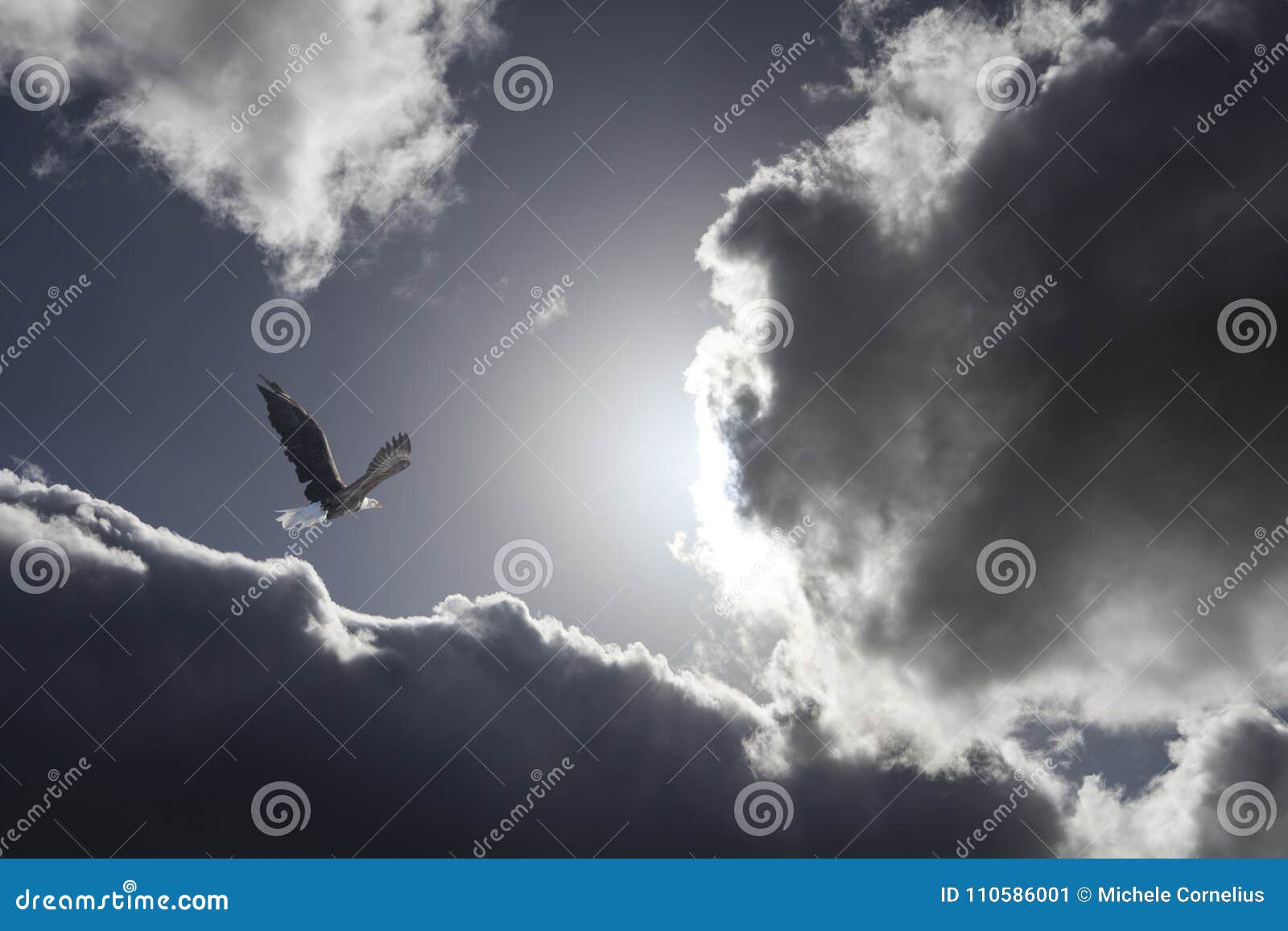 Eagle in dramatic clouds stock image. Image of wings - 110586001