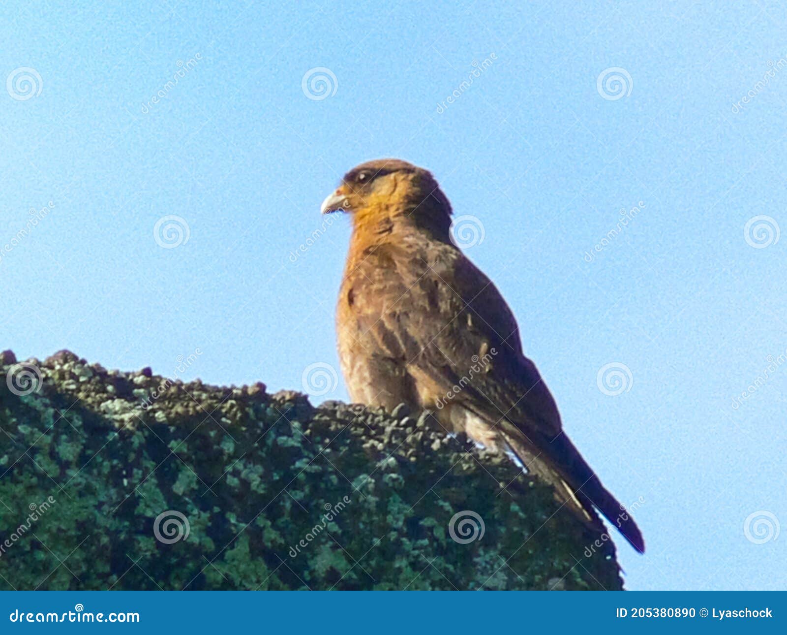 Eagle on Easter Island. Bird of Prey Stock Photo - Image of park, ocean ...