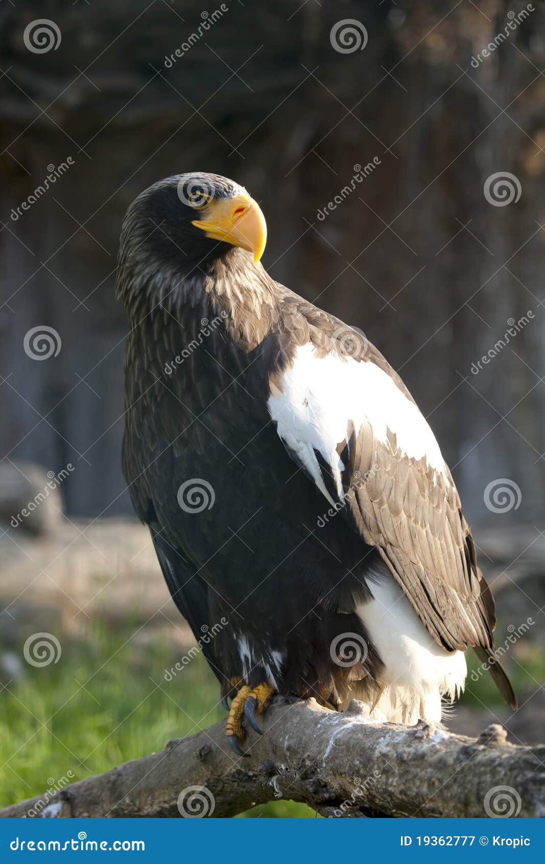 Eagle eastern stock image. Image of leucocephalus, front - 19362777