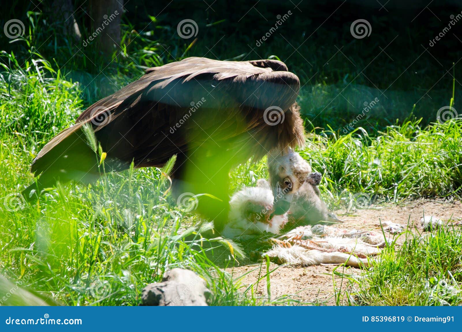 Eagle eat meat in zoo stock image. Image of feathers - 85396819