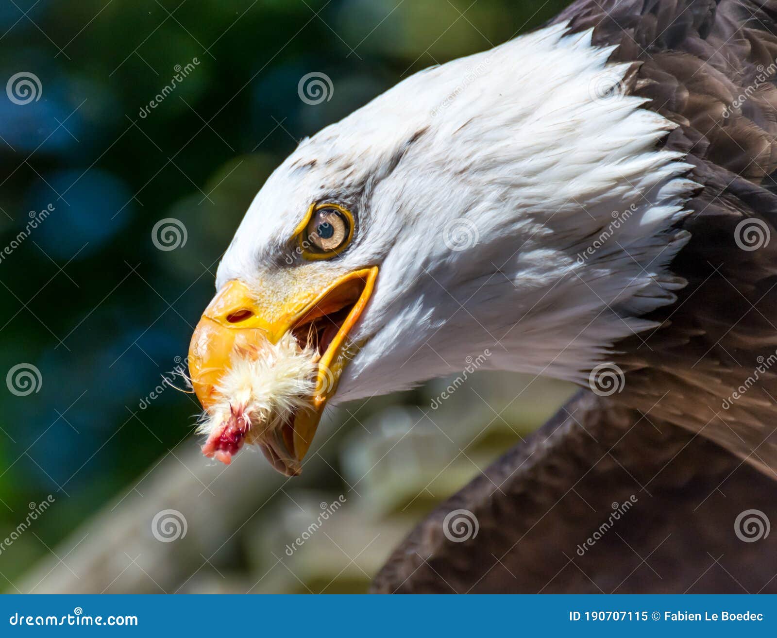 The hungry eagle stock image. Image of nation, animal - 190707115