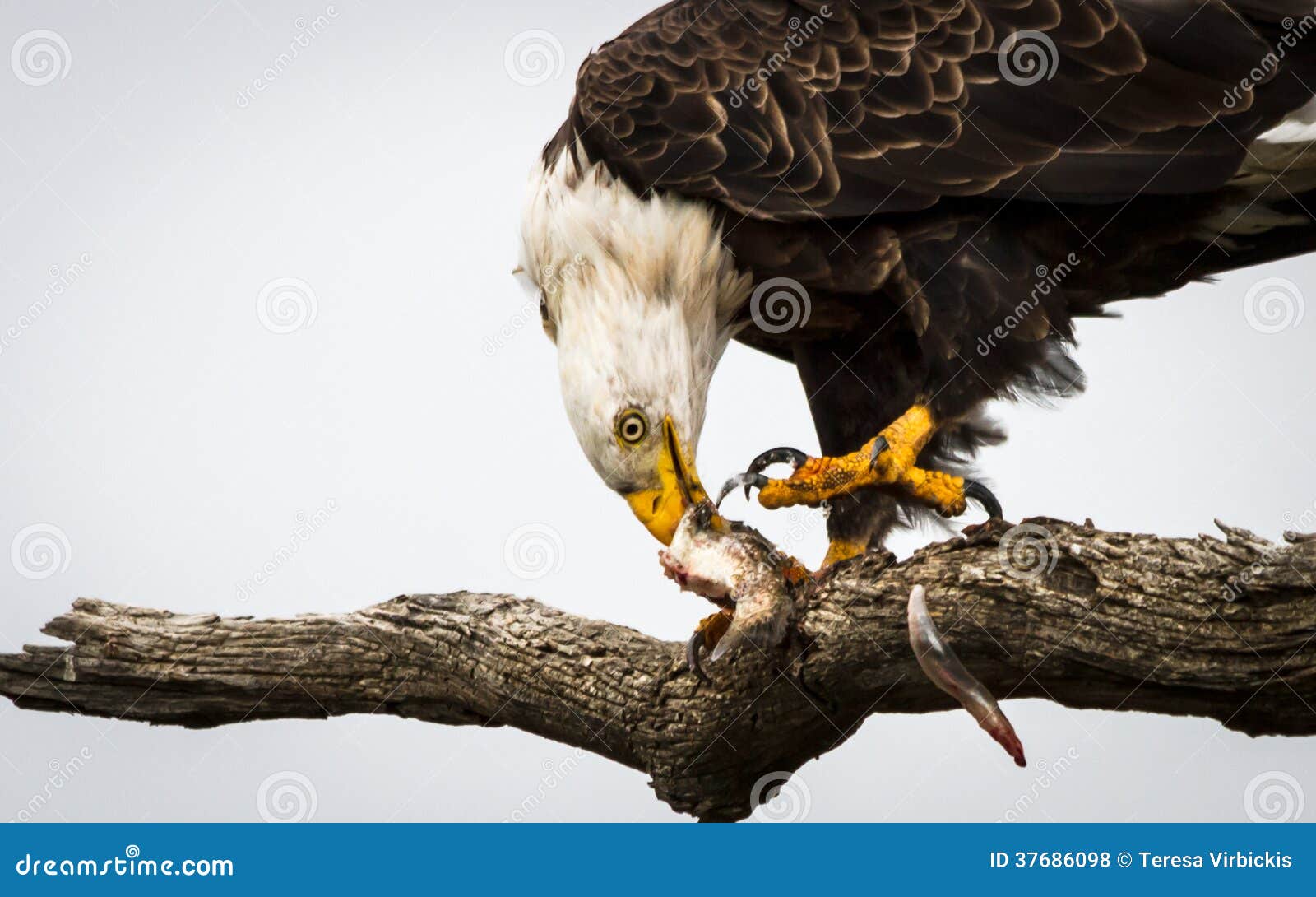 Eagle Eating Fish stock photo. Image of wings, beak, eagle - 37686098