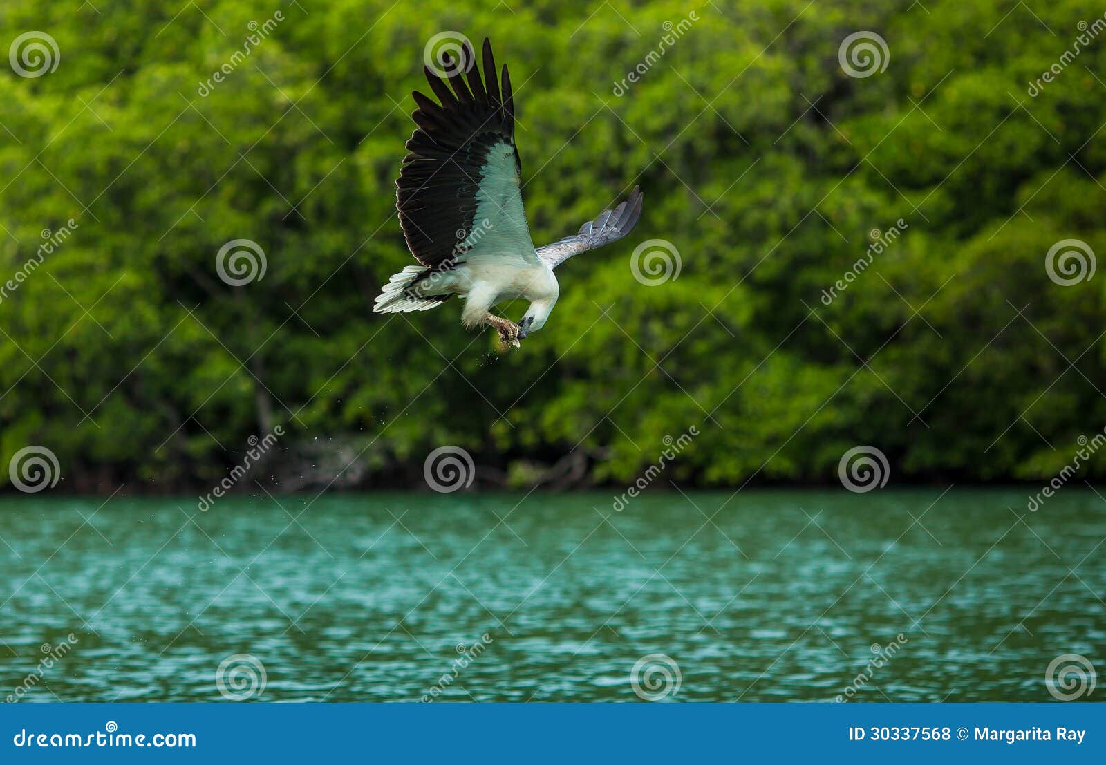 Eagle eating on the fly stock photo. Image of closeup - 30337568