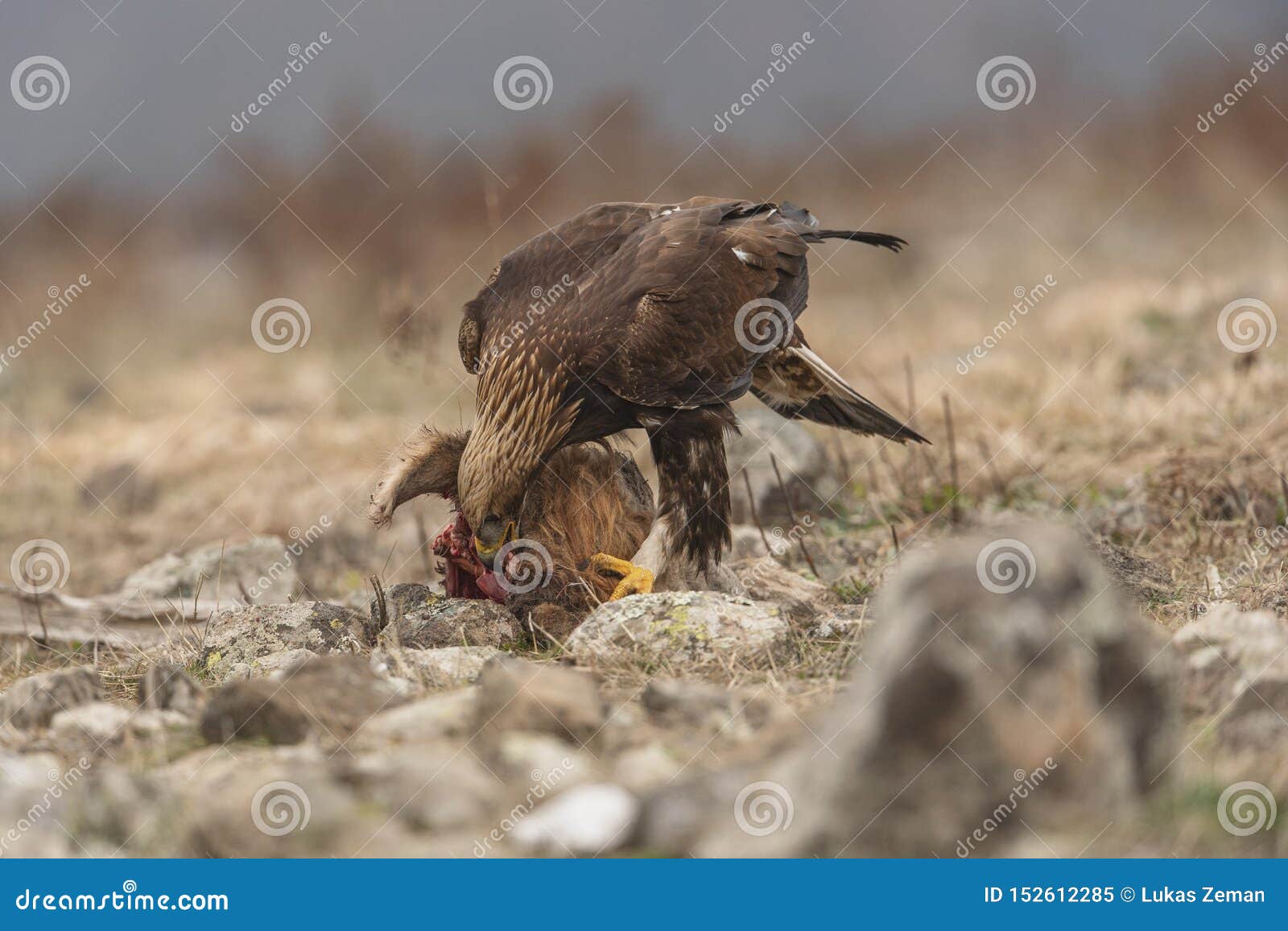 Eagle is eating his prey stock image. Image of bird - 152612285