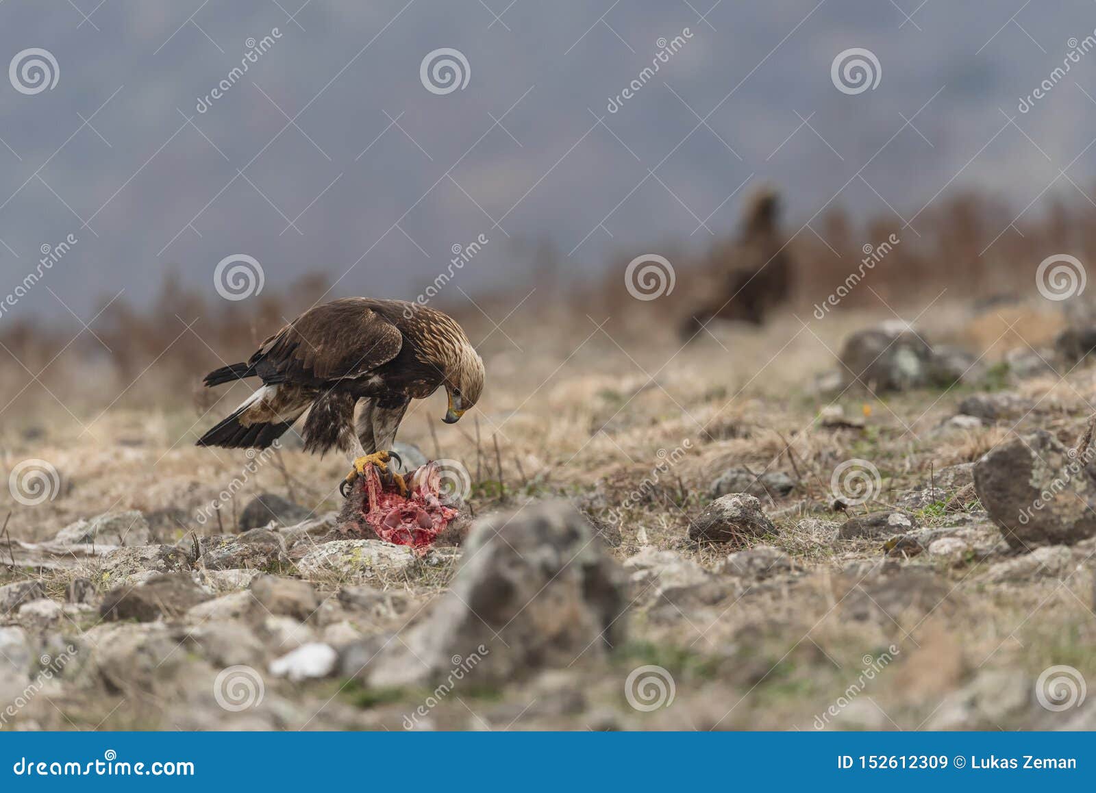 Eagle is eating his prey stock image. Image of nature - 152612309