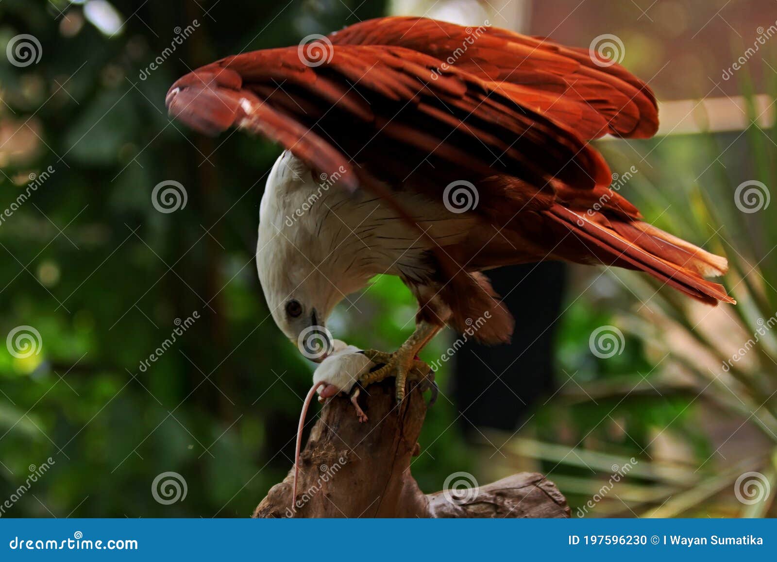 An Eagle is Eating a White Mouse. Stock Photo - Image of gracefully ...