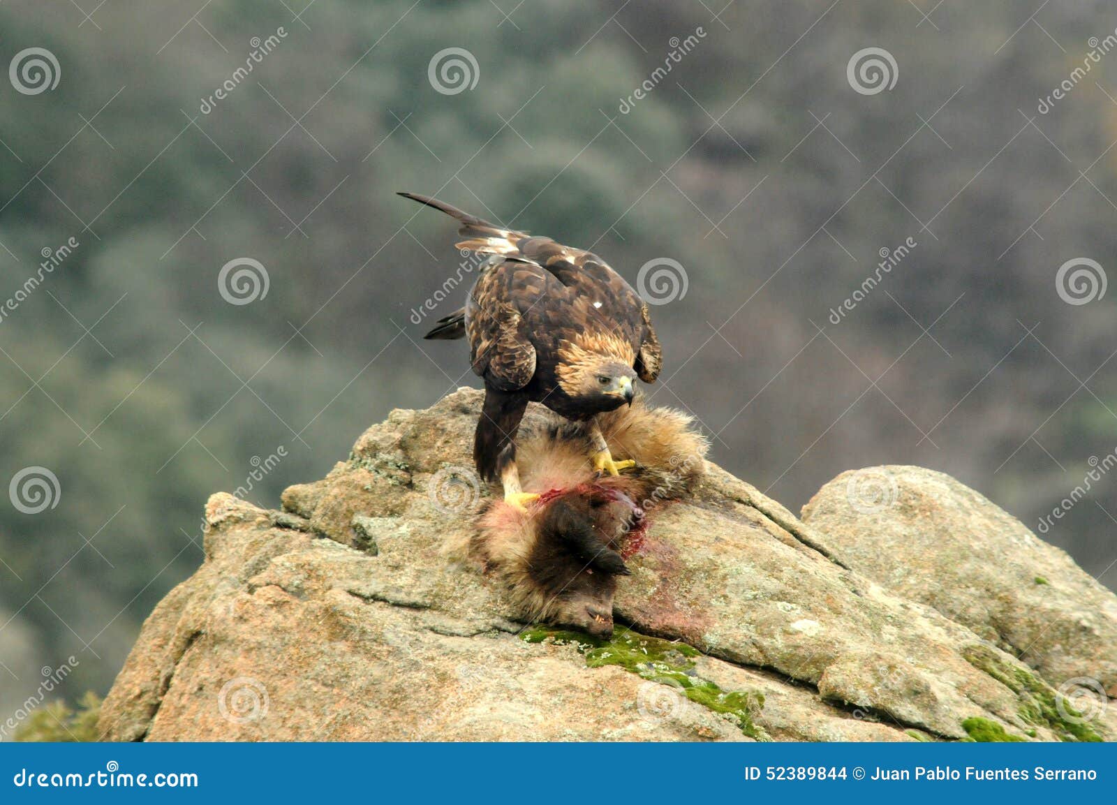 Eagle eats a fox stock photo. Image of fight, rock, kite - 52389844