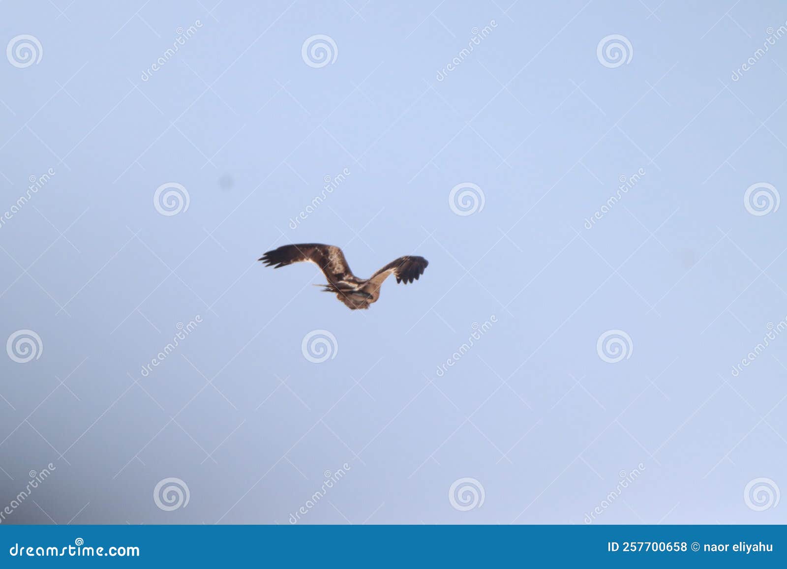 An Eagle Eats a Pigeon in the Field of Corn Stock Photo - Image of ...