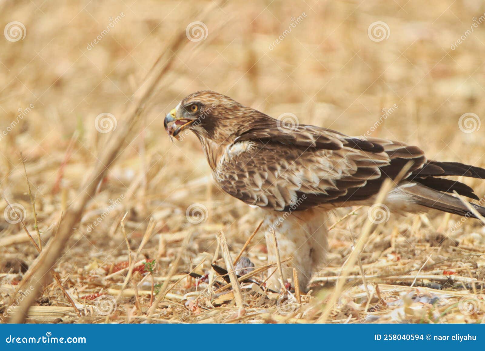 An Eagle Eats a Pigeon in the Field of Corn Stock Photo - Image of ...
