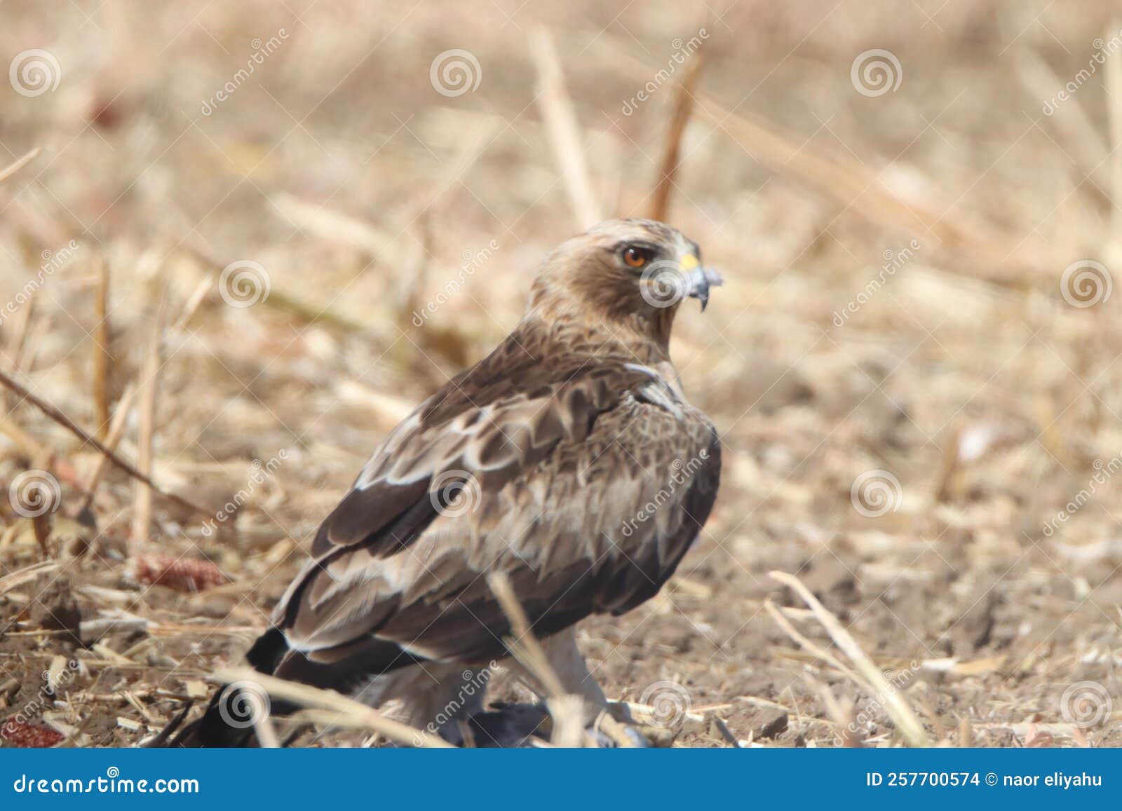 An Eagle Eats a Pigeon in the Field of Corn Stock Photo - Image of eats ...
