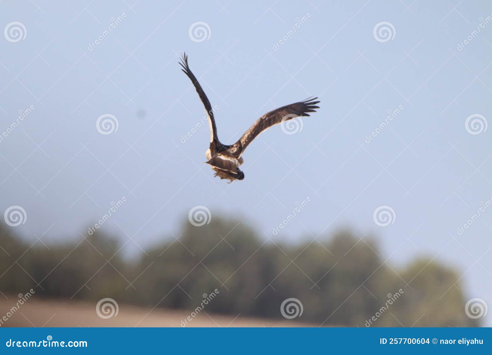 An Eagle Eats a Pigeon in the Field of Corn Stock Photo - Image of eats ...