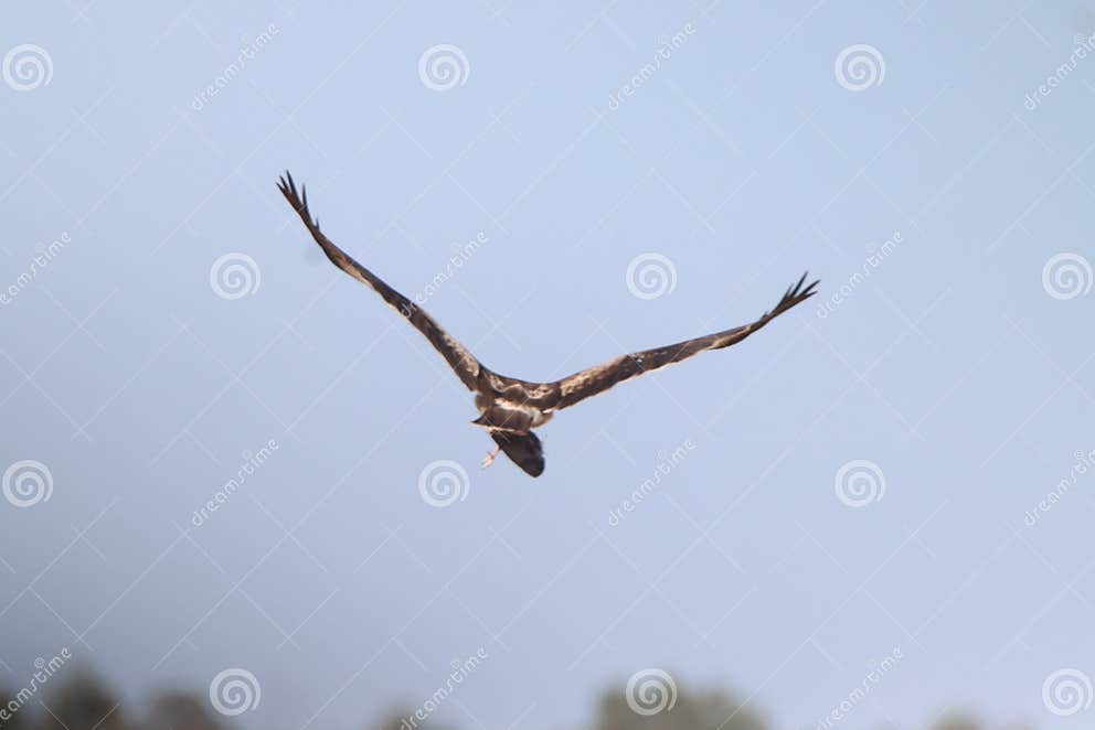 An Eagle Eats a Pigeon in the Field of Corn Stock Image - Image of ...