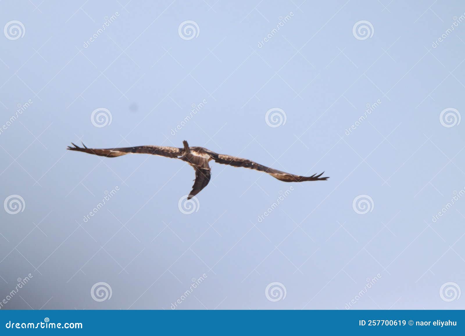 An Eagle Eats a Pigeon in the Field of Corn Stock Image - Image of corn ...