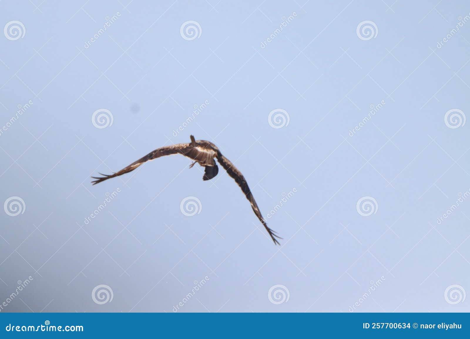 An Eagle Eats a Pigeon in the Field of Corn Stock Photo - Image of eats ...