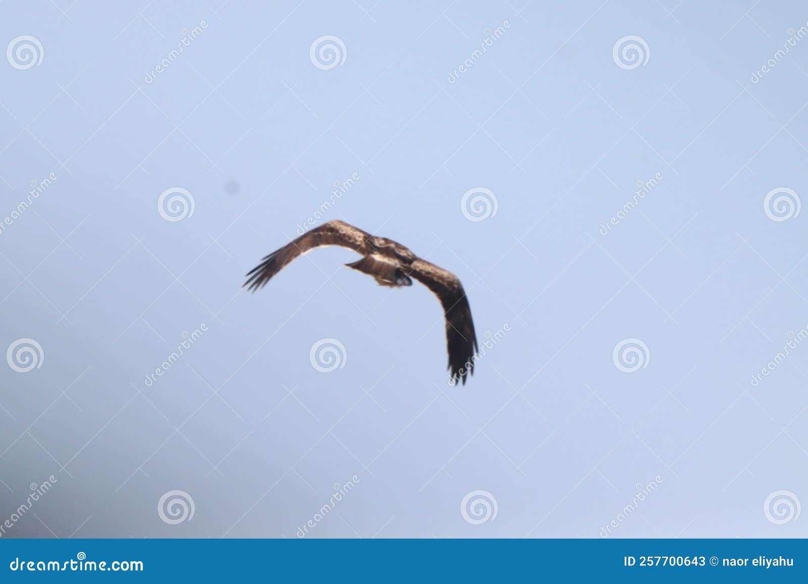 An Eagle Eats a Pigeon in the Field of Corn Stock Image - Image of ...