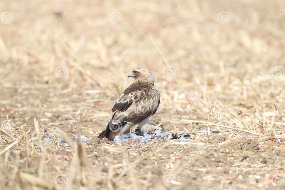 An Eagle Eats a Pigeon in the Field of Corn Stock Photo - Image of eats ...