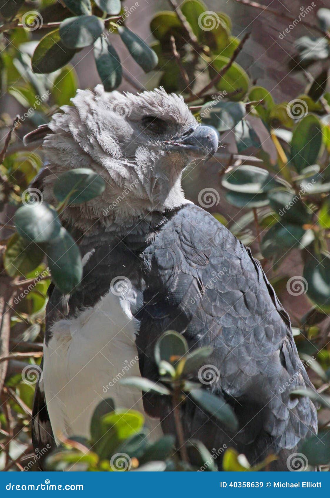 Eagle stock image. Image of harpy, talons, beak, profile - 40358639