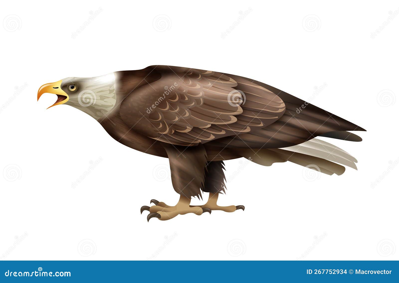 Eagle Exotic Bird Composition Stock Vector - Illustration of wildlife ...