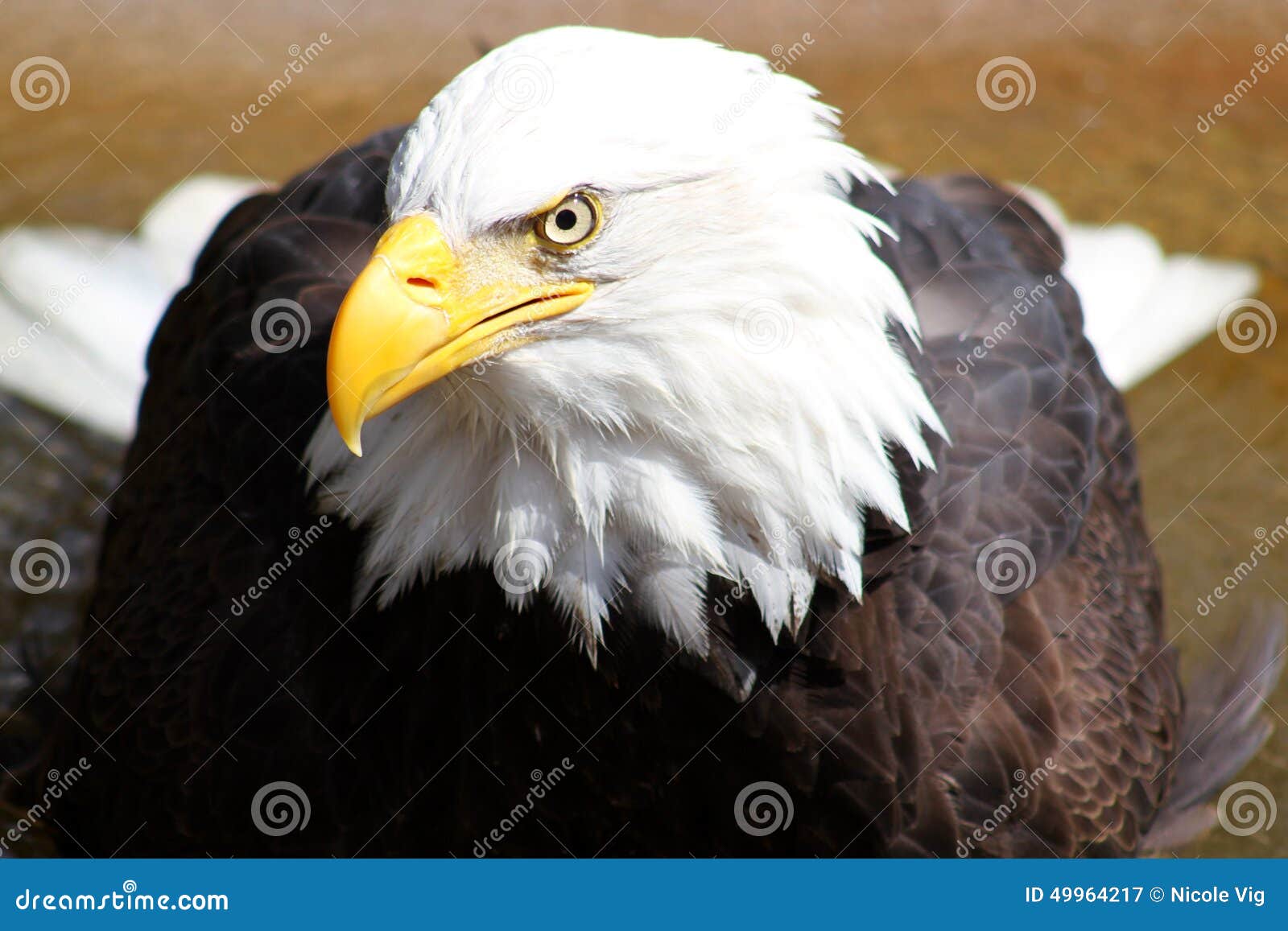 Eagle Eye stock image. Image of wild, feathers, bird - 49964217