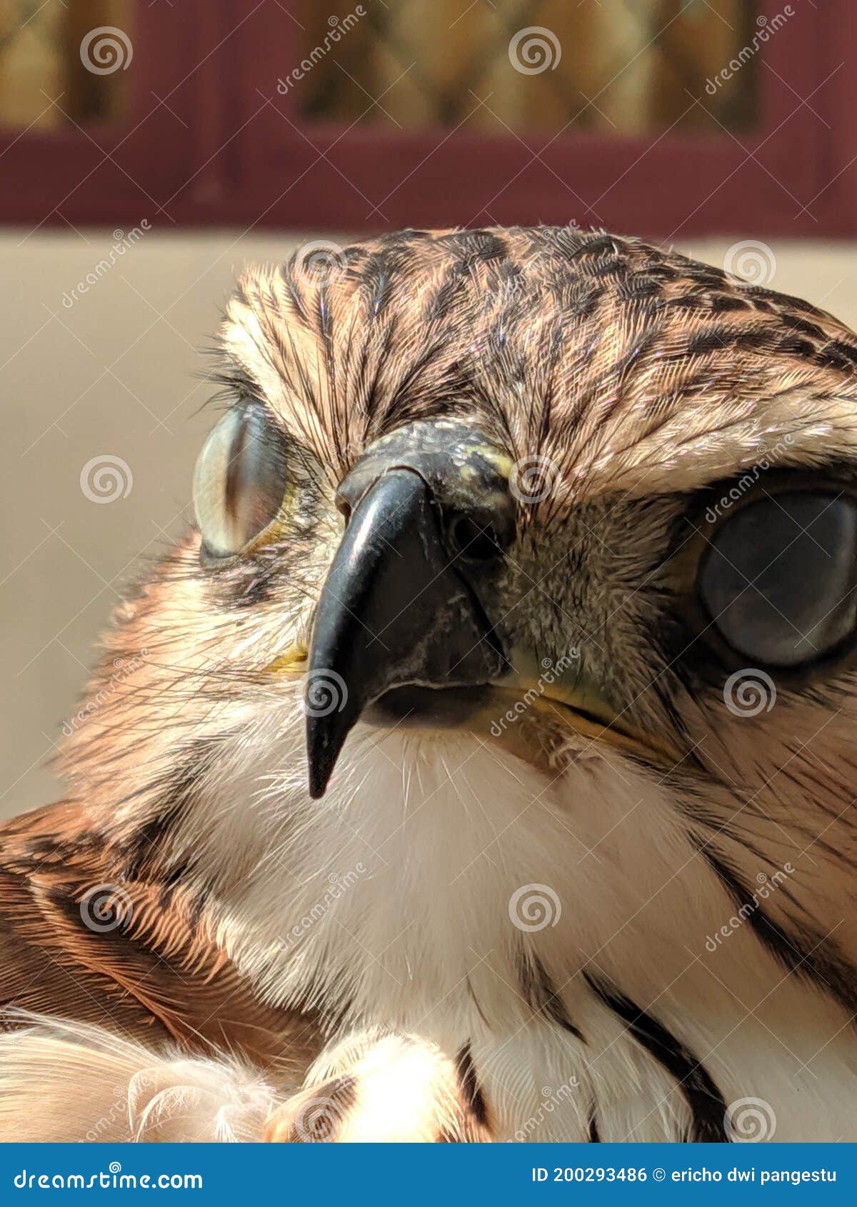 Eagle and eye stock photo. Image of eagle, prey, sharp - 200293486