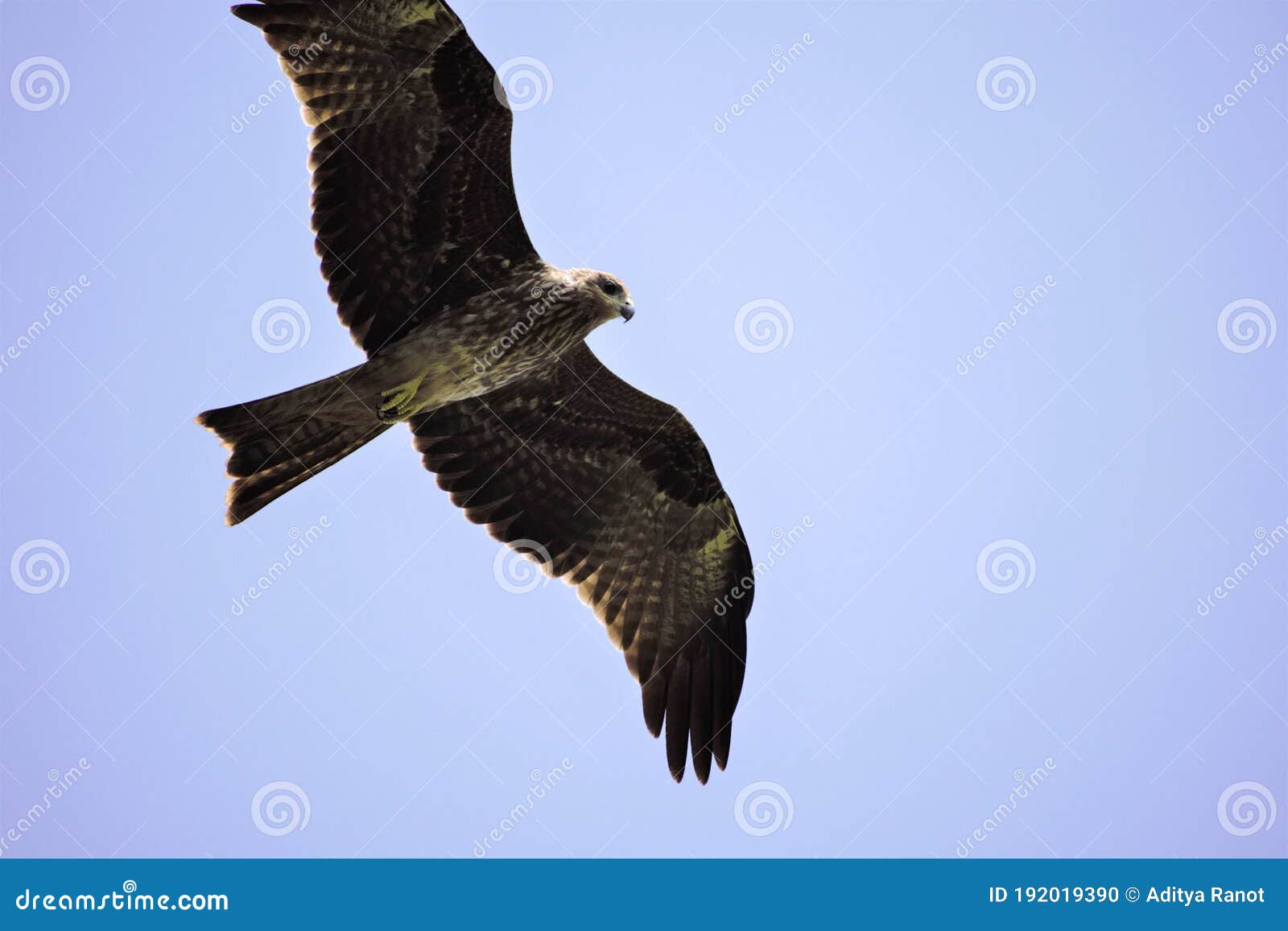 Eagle eye flying shot stock photo. Image of birdeye - 192019390