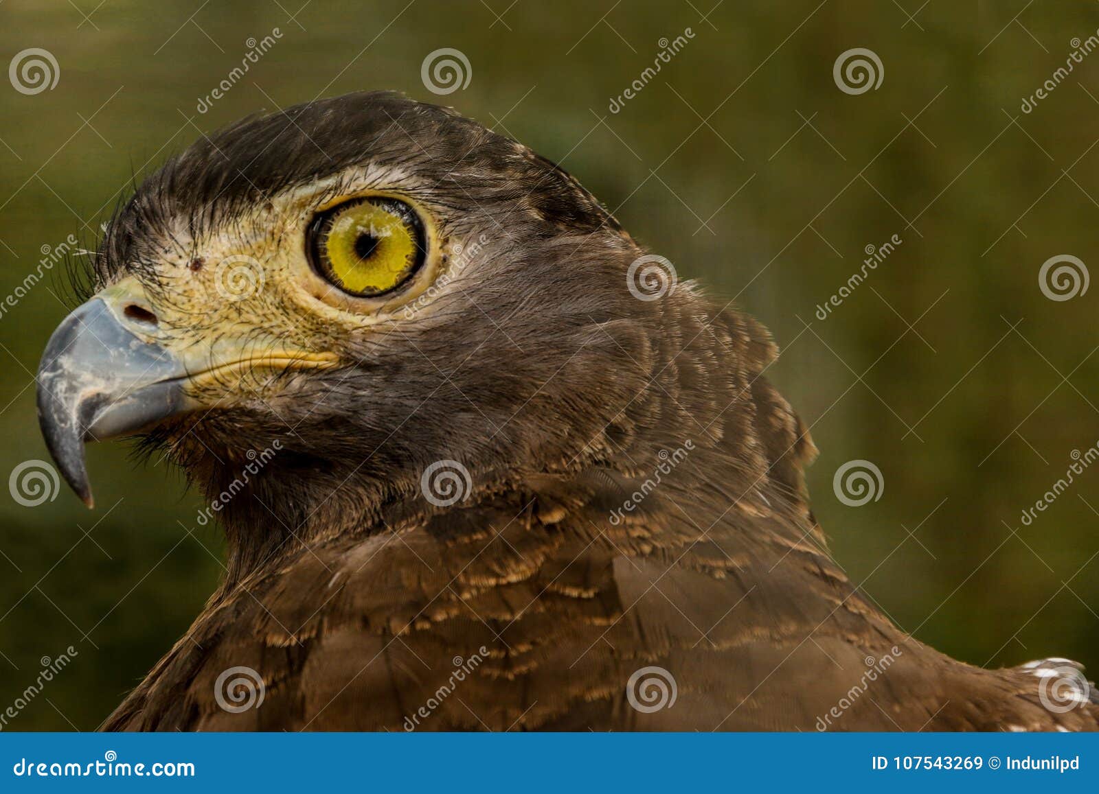 Eagle eye stock image. Image of carnivorous, wild, eagle - 107543269