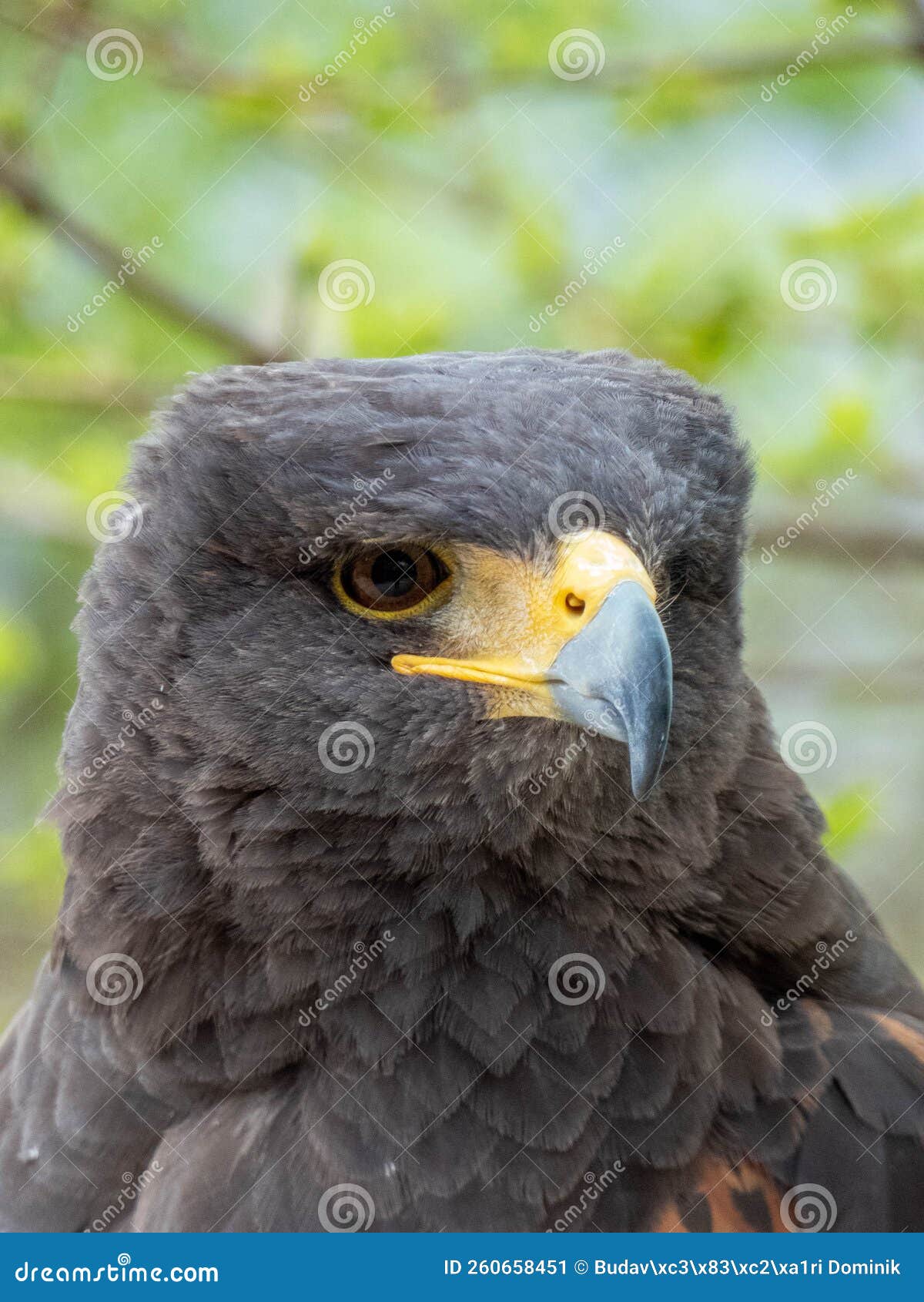 Eagle eyes and head stock image. Image of head, animal - 260658451