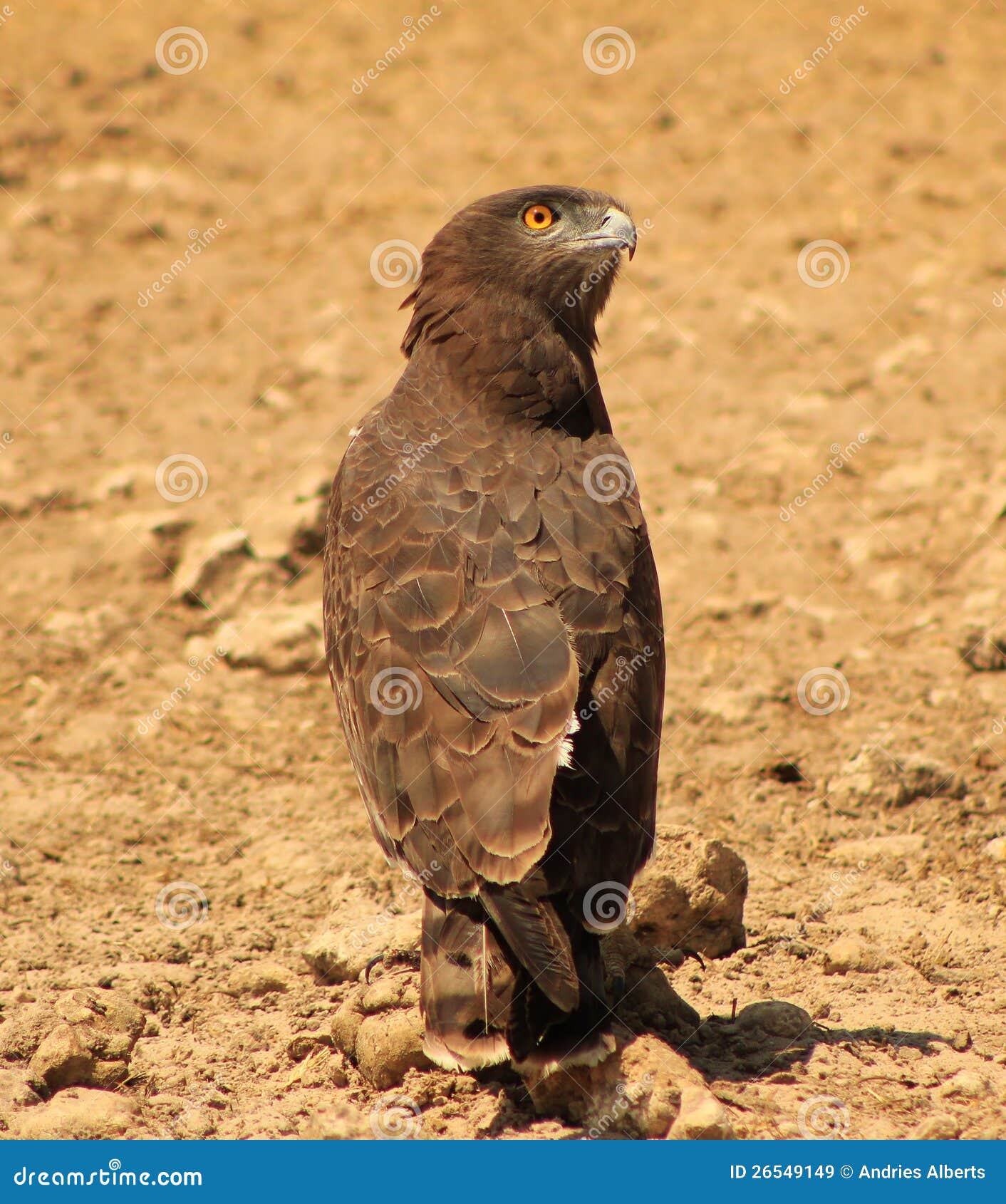 Eagle - with Eyes that Make the Sun Shine Weak Stock Image - Image of ...