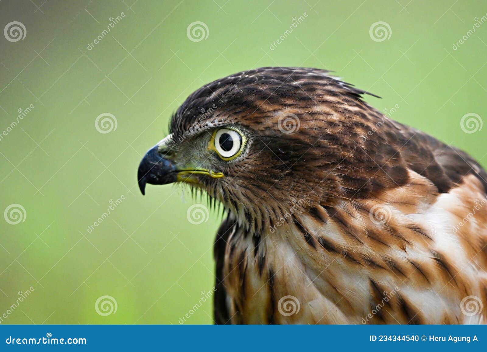 Eagle eyes are very sharp stock photo. Image of outdoors - 234344540