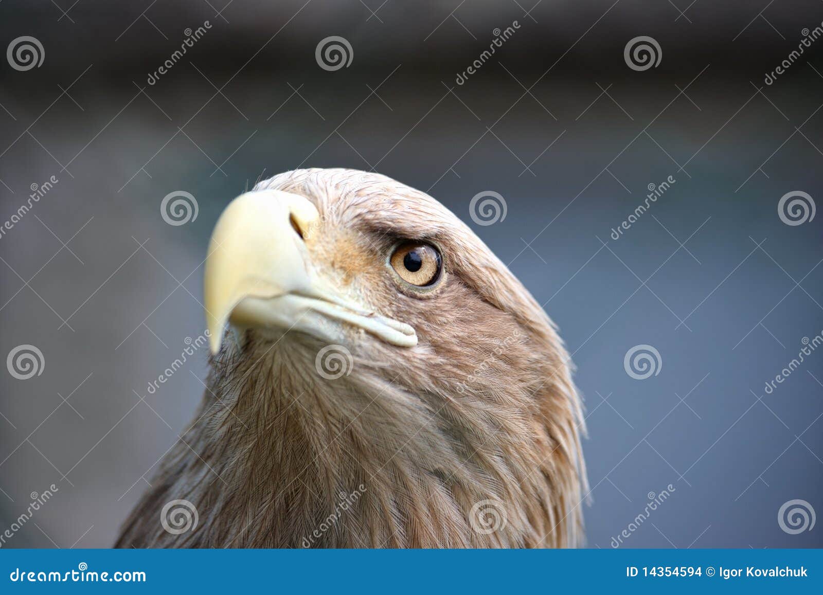 Eagle face stock photo. Image of close, bird, head, avian - 14354594
