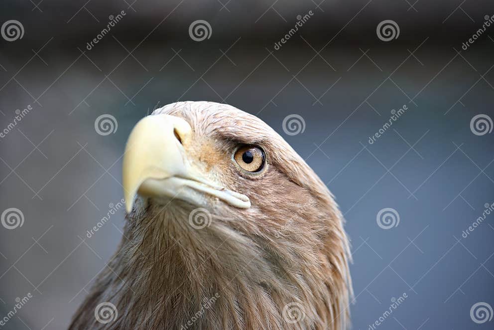 Eagle face stock photo. Image of close, bird, head, avian - 14354594