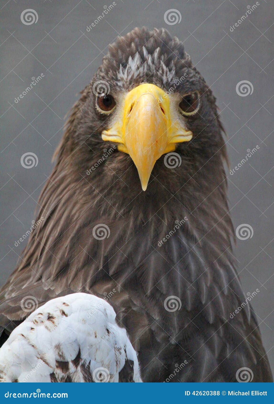Eagle Face stock photo. Image of animal, details, avian - 42620388