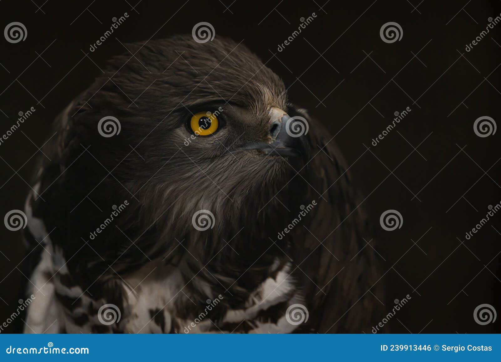 Eagle Face closeup stock photo. Image of feather, bird - 239913446