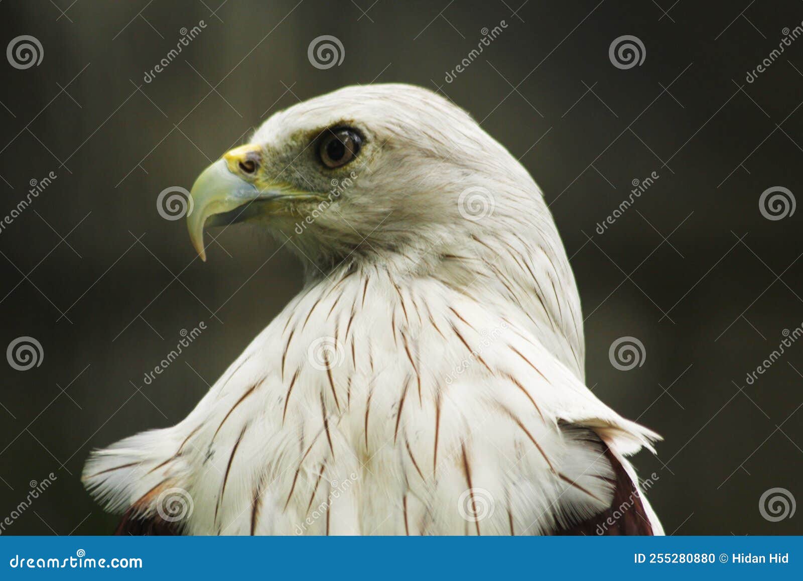 The Eagle Facing Left Side stock photo. Image of blue - 255280880