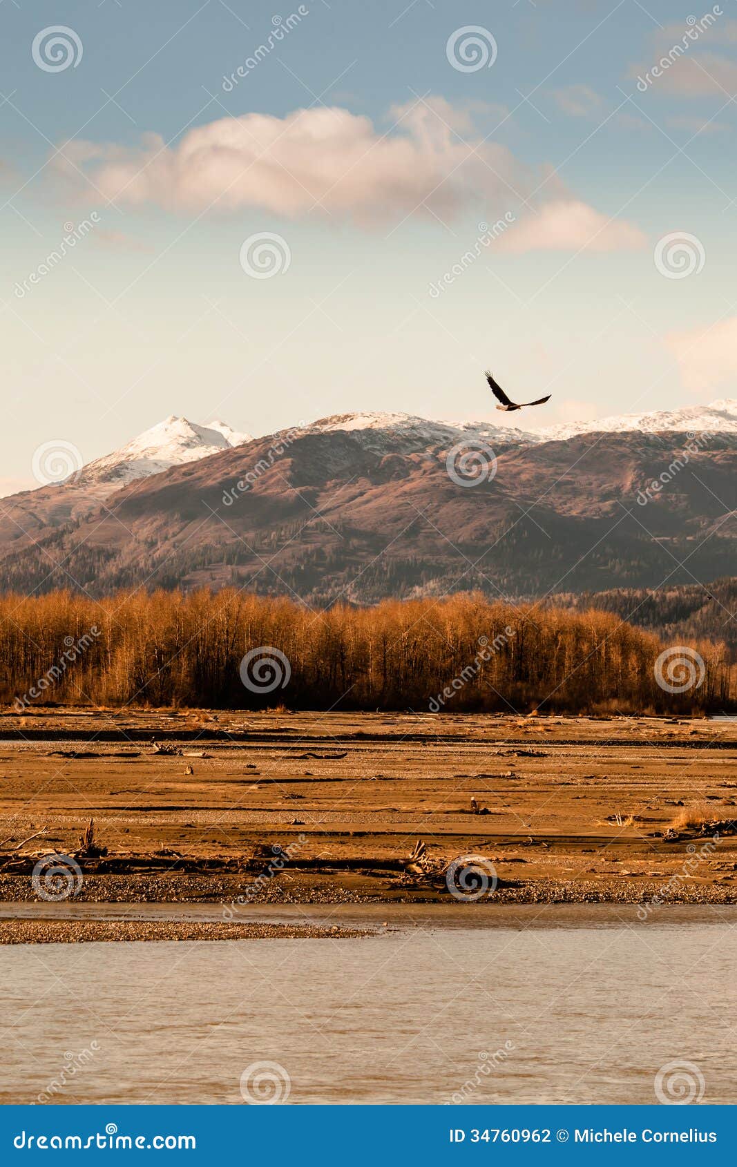 Eagle in fall stock photo. Image of blue, brown, nature - 34760962