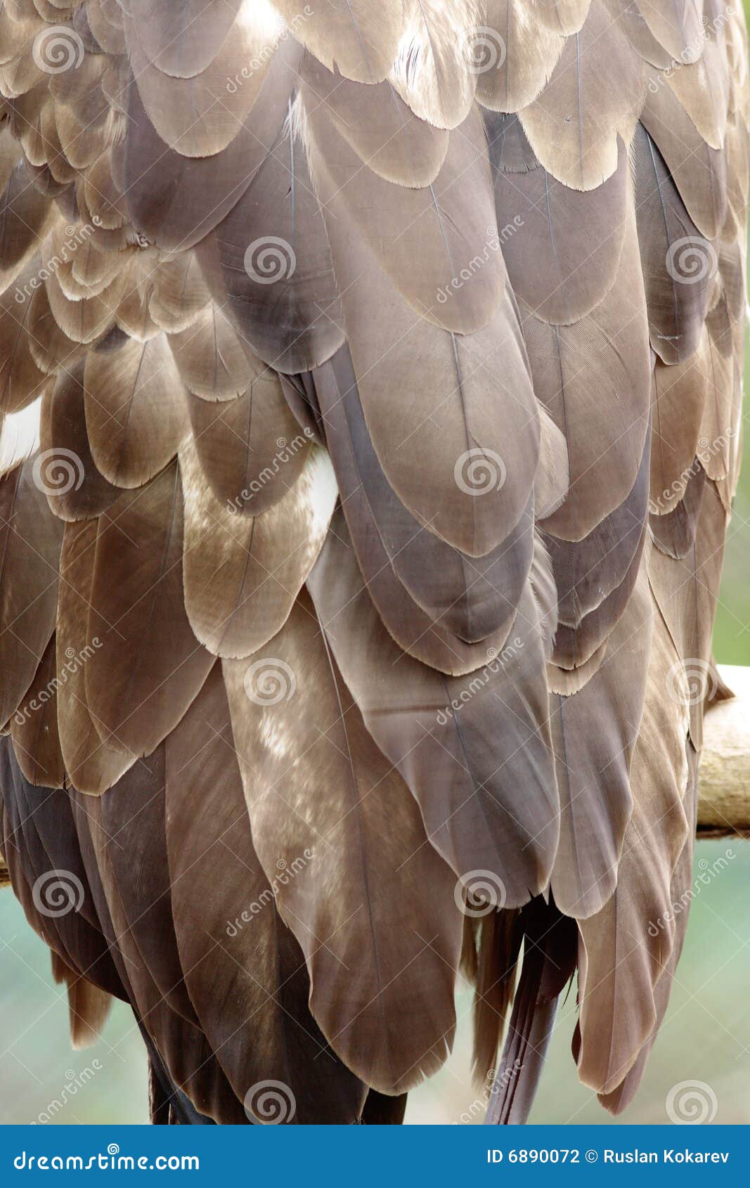 Eagle feathers. stock photo. Image of eagle, steppe, texture - 6890072