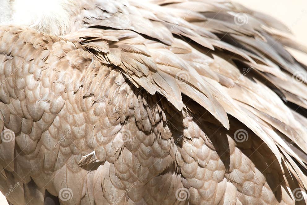 Eagle Feathers As a Background Stock Photo - Image of texture, animal ...