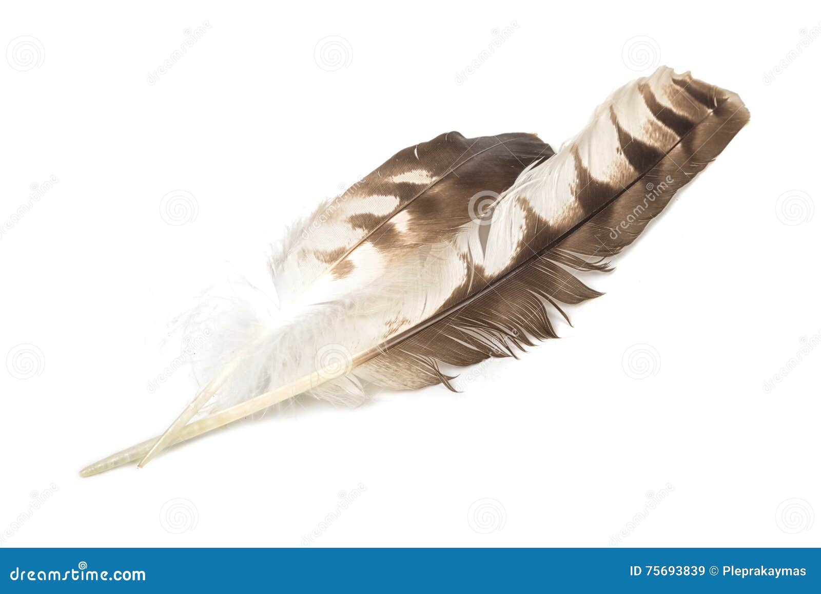 Eagle-Feder lokalisiert stockbild. Bild von falke, getrennt - 75693839