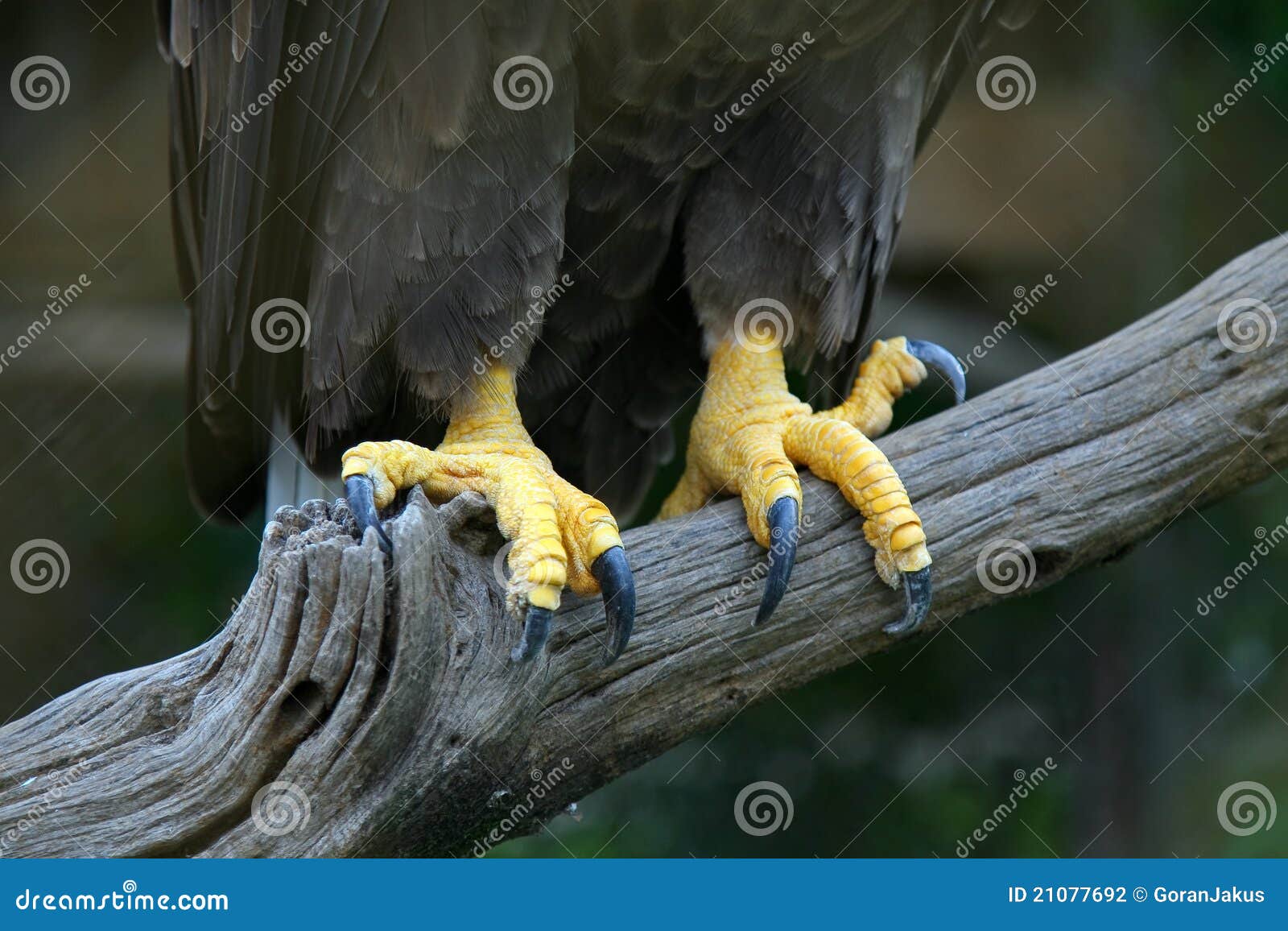 Eagle feet stock photo. Image of feather, kite, hawk - 21077692