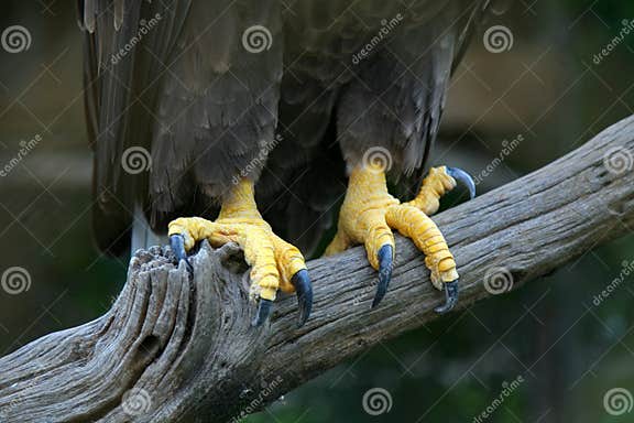 Eagle feet stock photo. Image of feather, kite, hawk - 21077692
