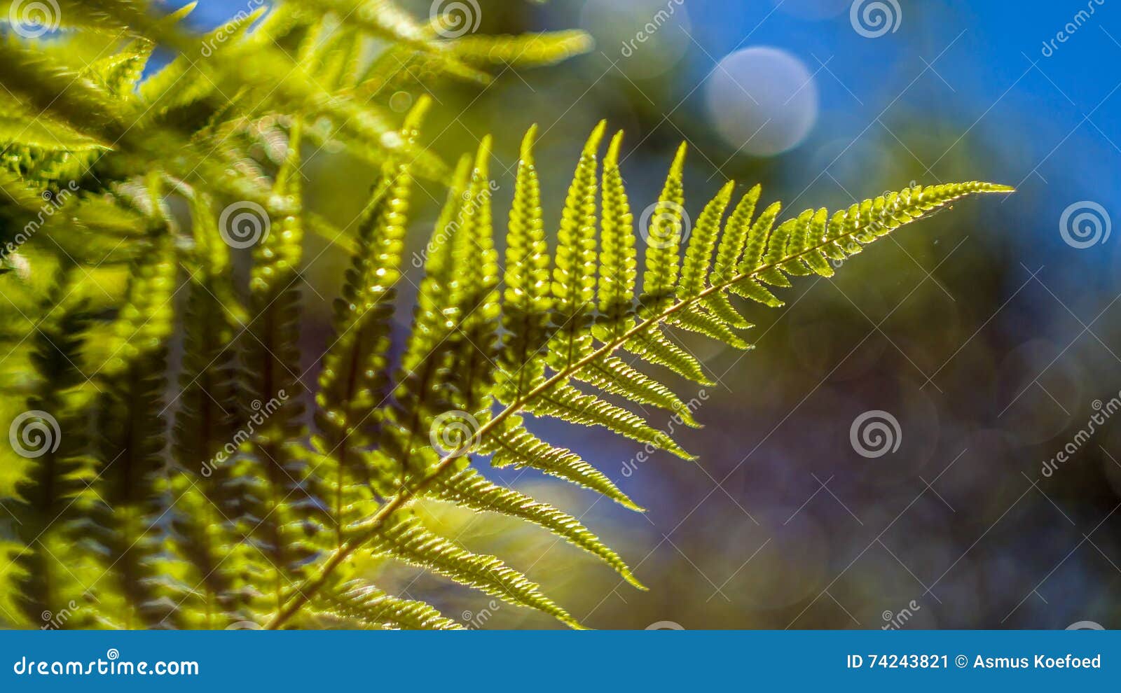 Eagle Fern, Pteridium Aquilinum Plant Isolated On White Background ...