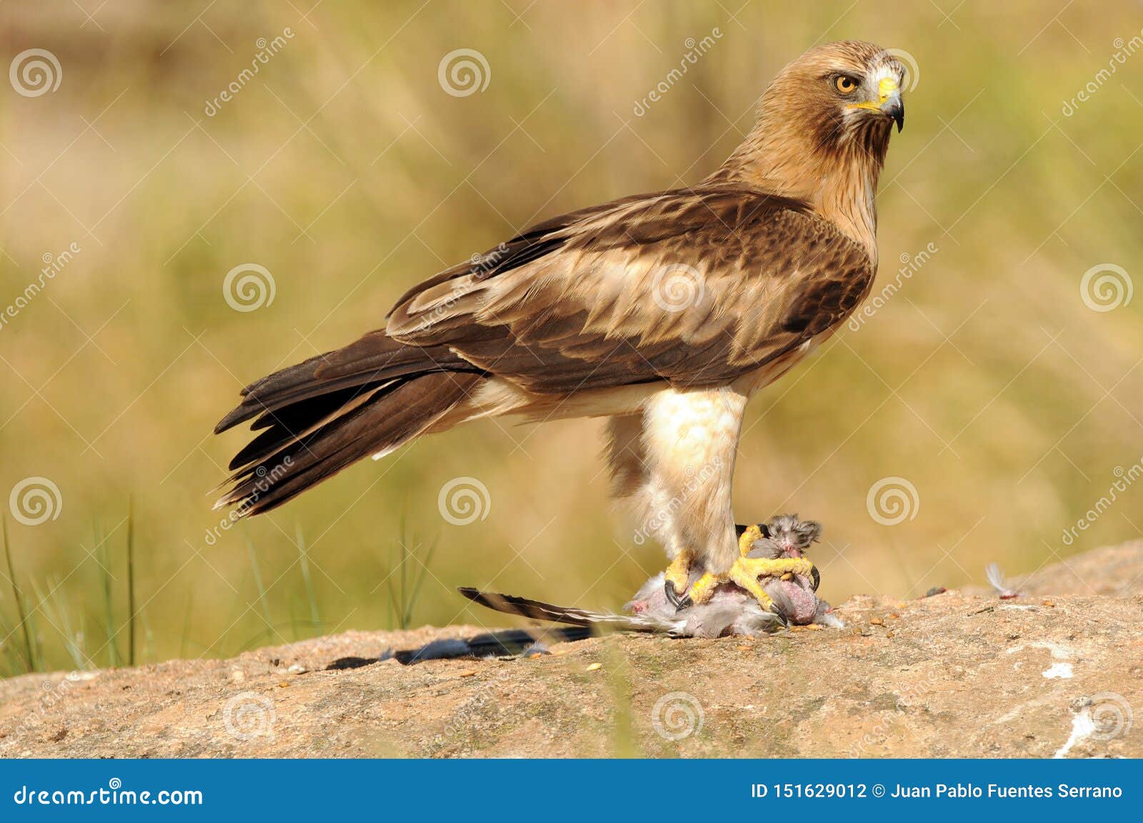 Eagle driveway stock photo. Image of raptor, biology - 151629012