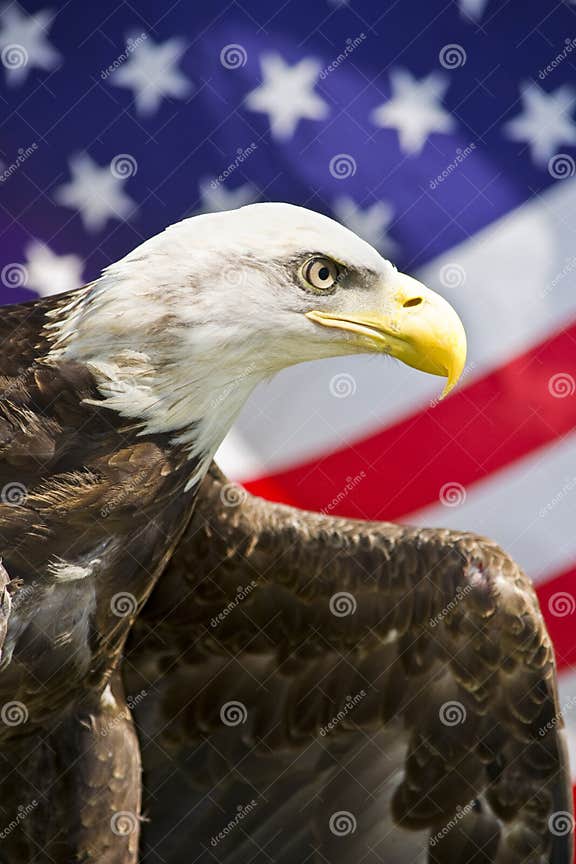 Eagle with Flag stock image. Image of military, independence - 19976031