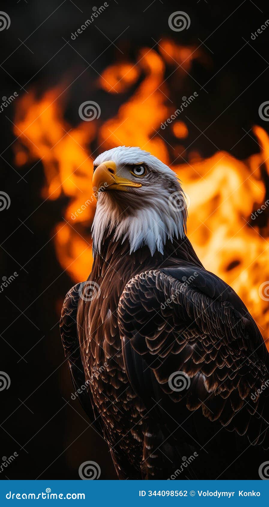 Eagle with Flames in the Background, Powerful Wildlife Concept Stock Photo - Image of bald ...