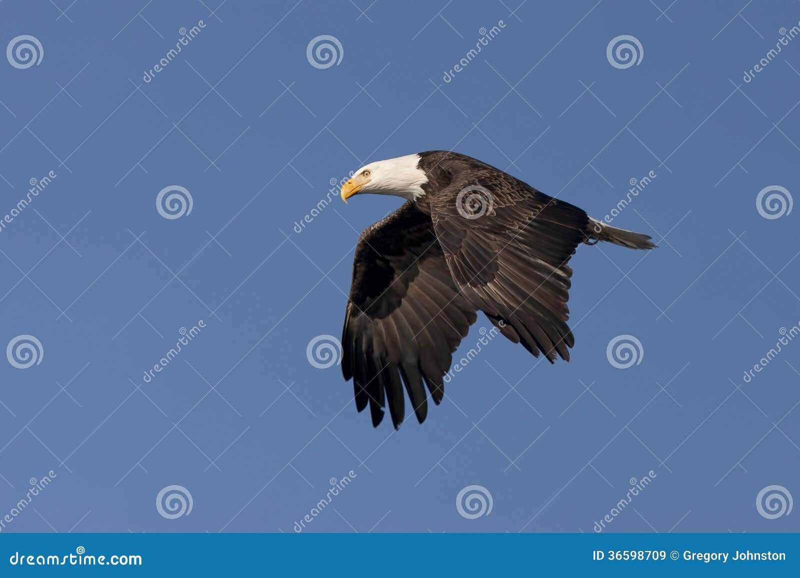 Eagle Flaps Its Wings in the Sky. Stock Image - Image of reflection ...
