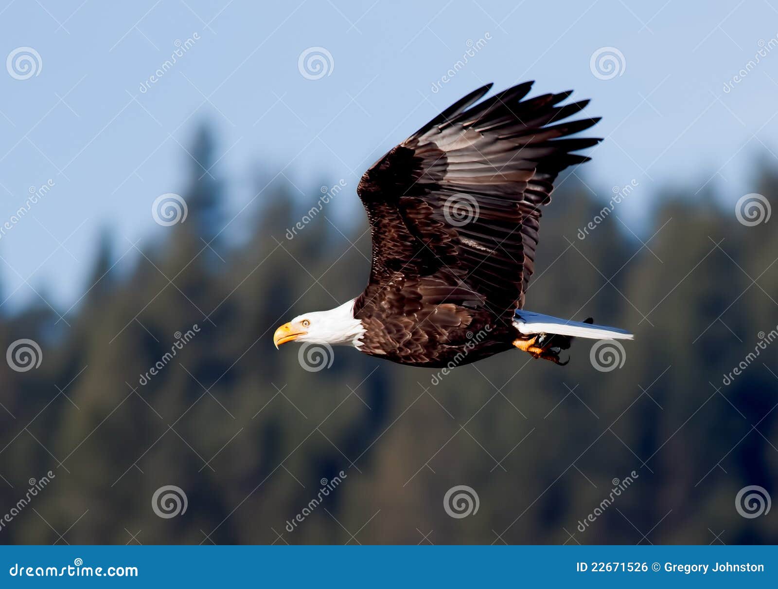 Eagle flies across sky. stock photo. Image of wings, raptor - 22671526